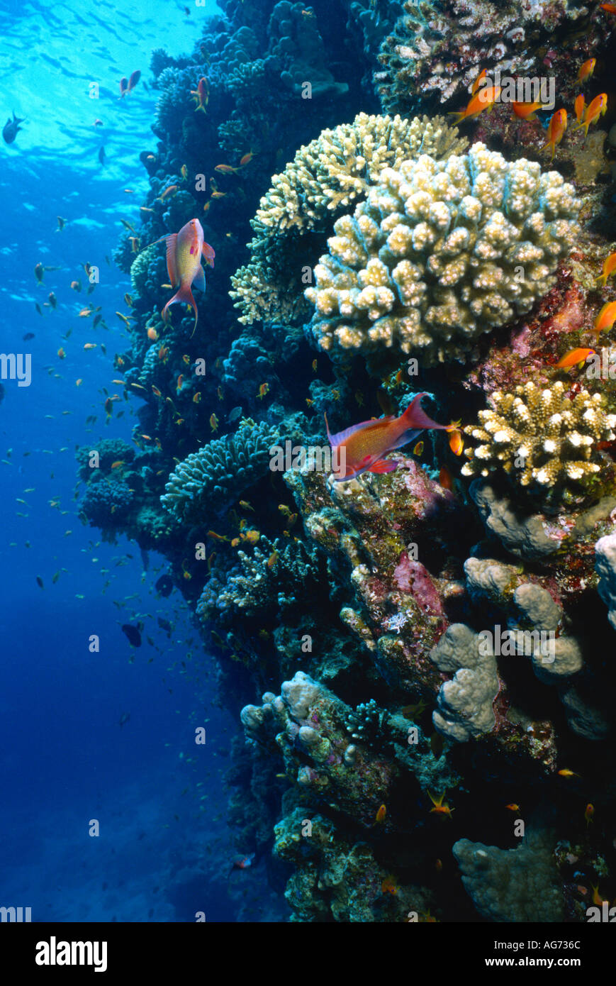 hard or stony corals coral reef Lighthouse Reef Dahab Sinai Egypt Red ...
