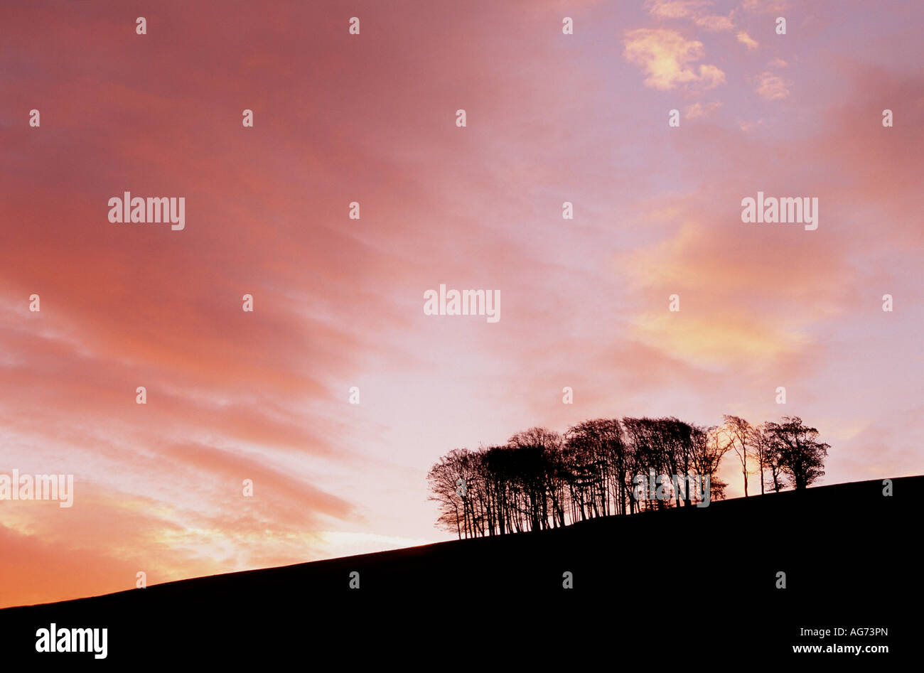 Scenic, Silhouette of Trees, Fife Stock Photo - Alamy