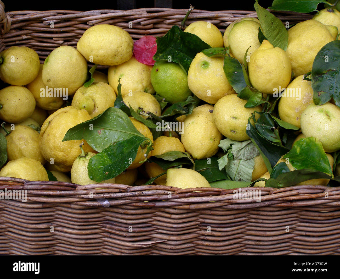 Lemon leaves single fruit hi-res stock photography and images - Alamy