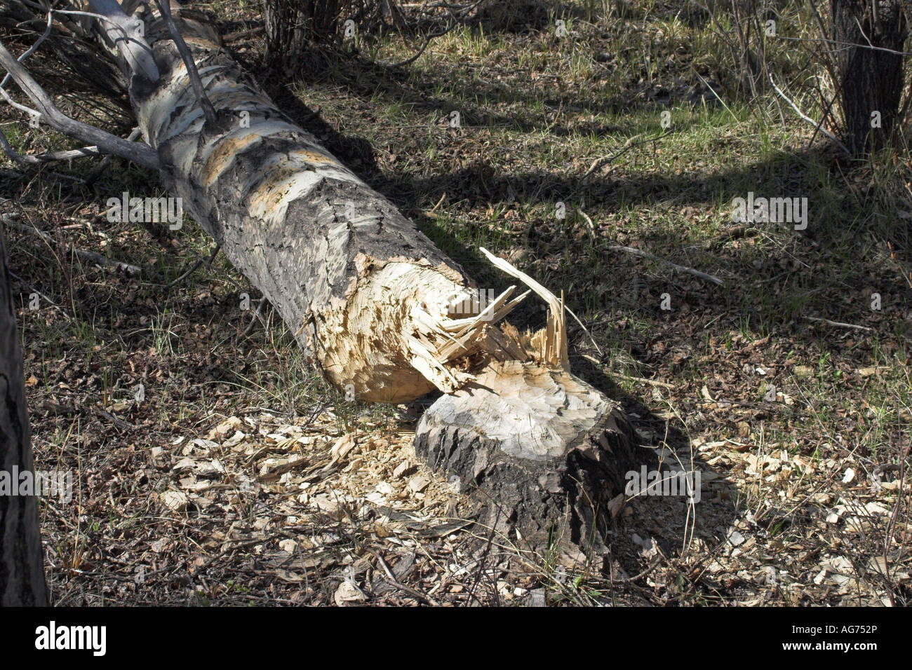 Beavers of british columbia hi-res stock photography and images - Alamy