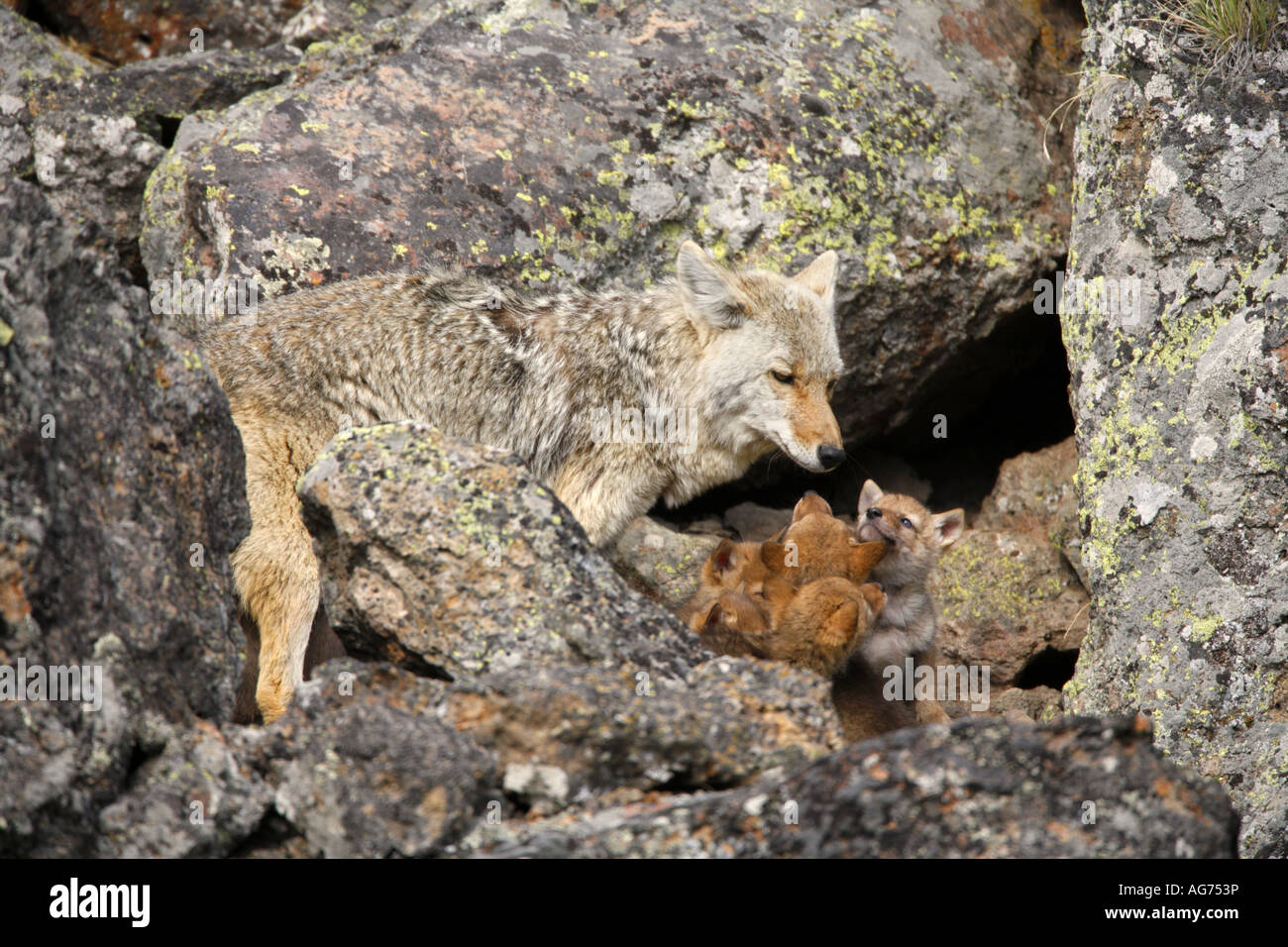 Coyote den hi-res stock photography and images - Alamy