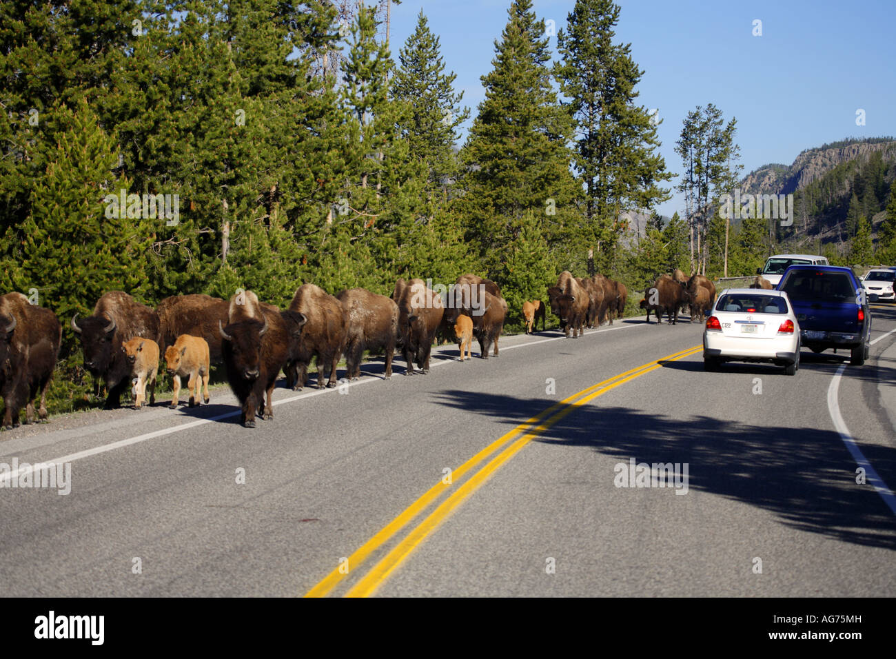 Yellowstone animals near cars hi-res stock photography and images - Alamy