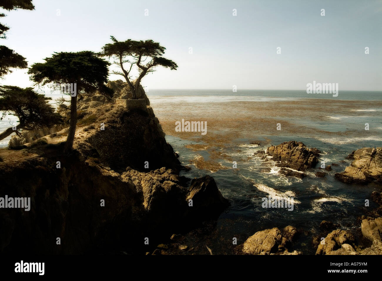 The Lone Cypress Tree. 17-Mile Drive. Monterey Bay. California. USA ...