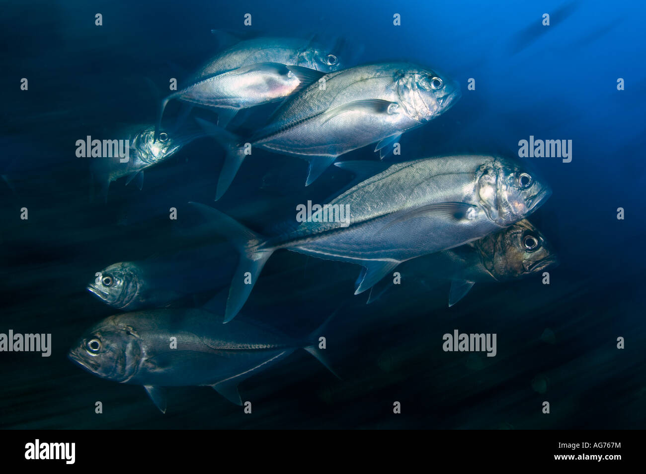 Big eye trevally hi-res stock photography and images - Alamy