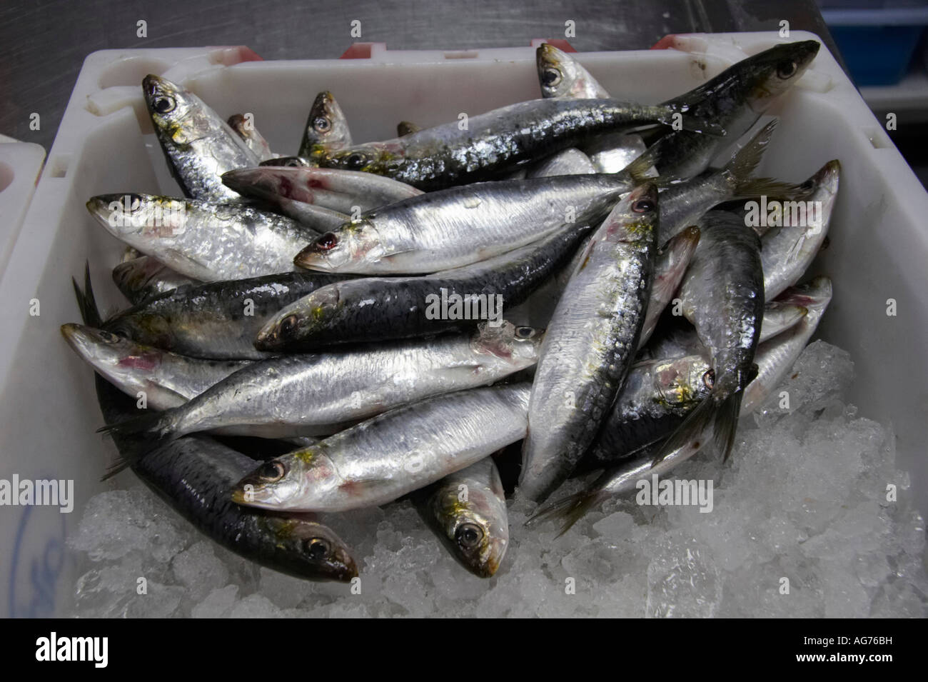 Fresh sardines for sale in fish shop Vila Nova de Milfontes Odemira ...
