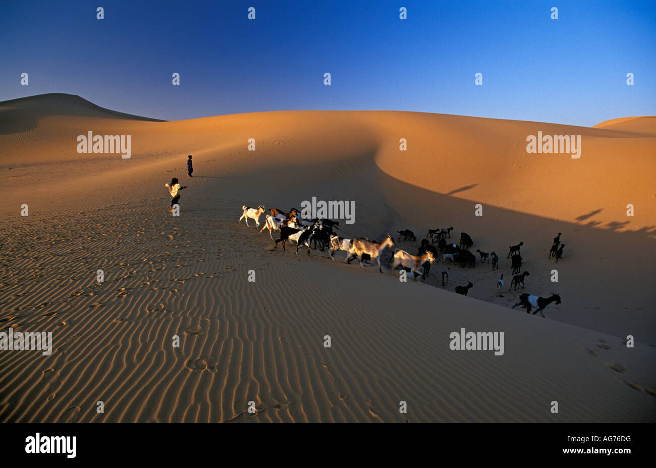Nomadic herding sahel hi-res stock photography and images - Alamy