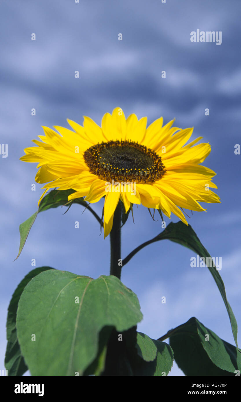Garden flowers Sunflower Giant Single Hardy annual against a summer ...