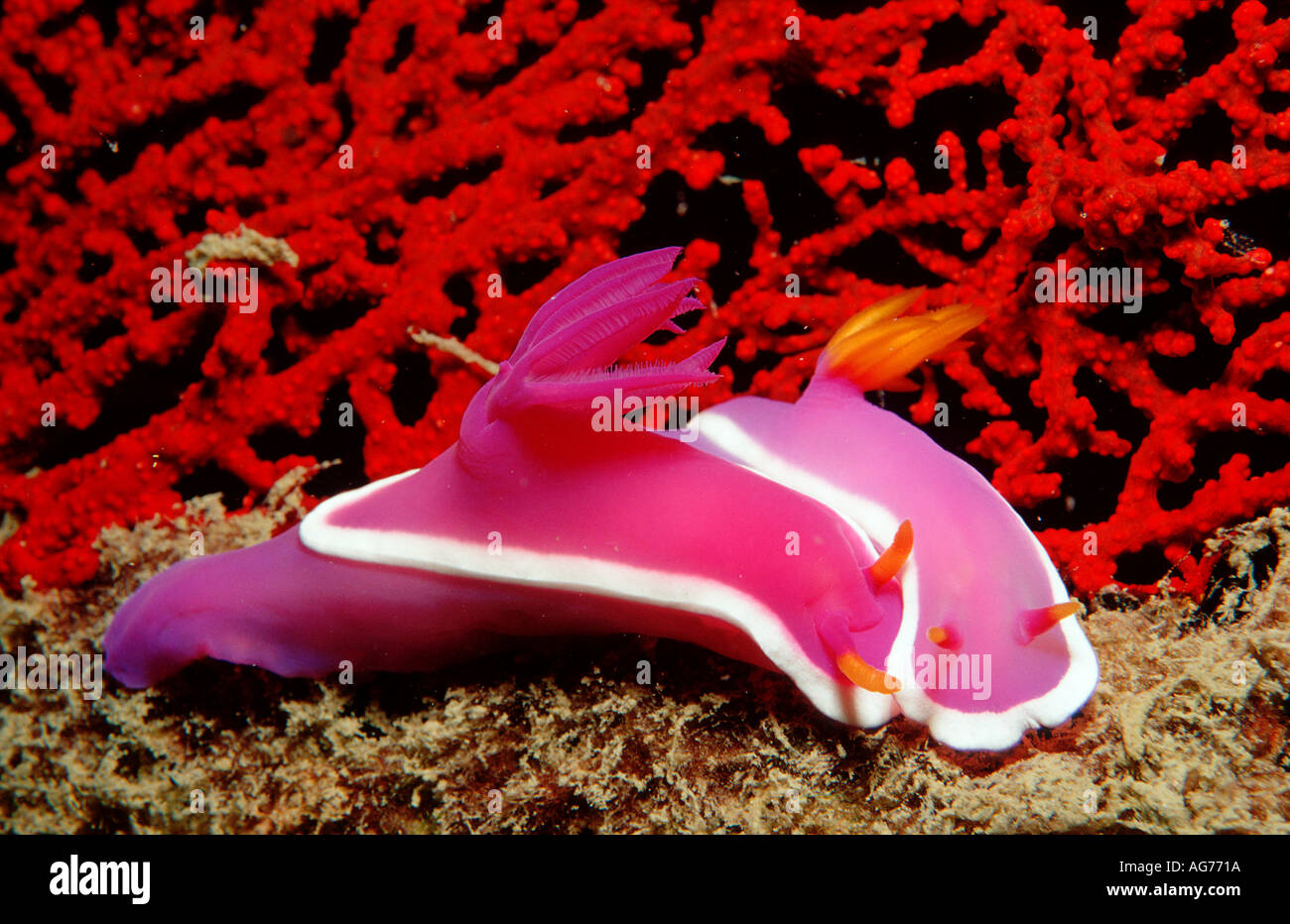 Nudibranche hi-res stock photography and images - Alamy