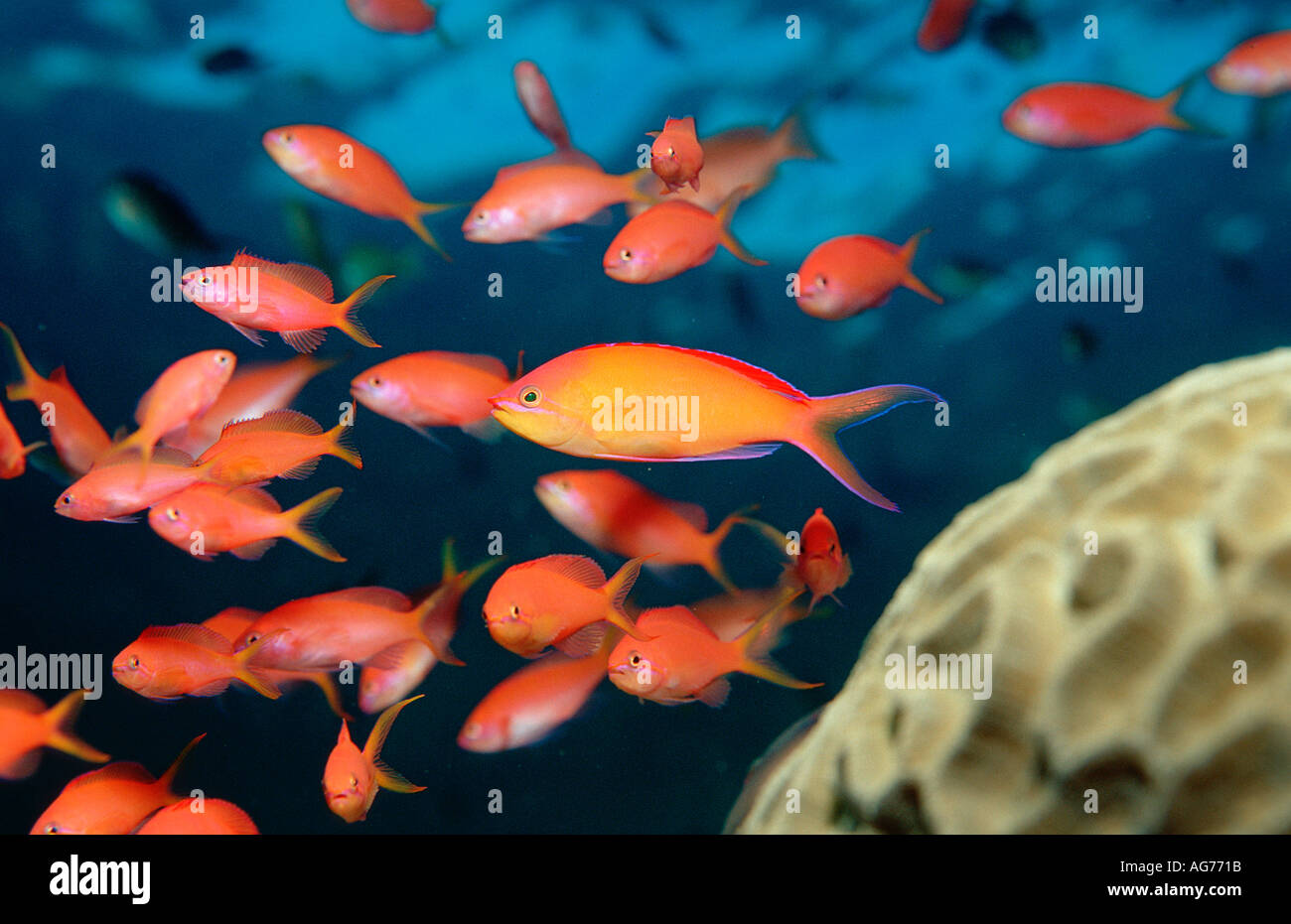 school of Pacific flame anthias Pseudanthias dispar Stock Photo - Alamy