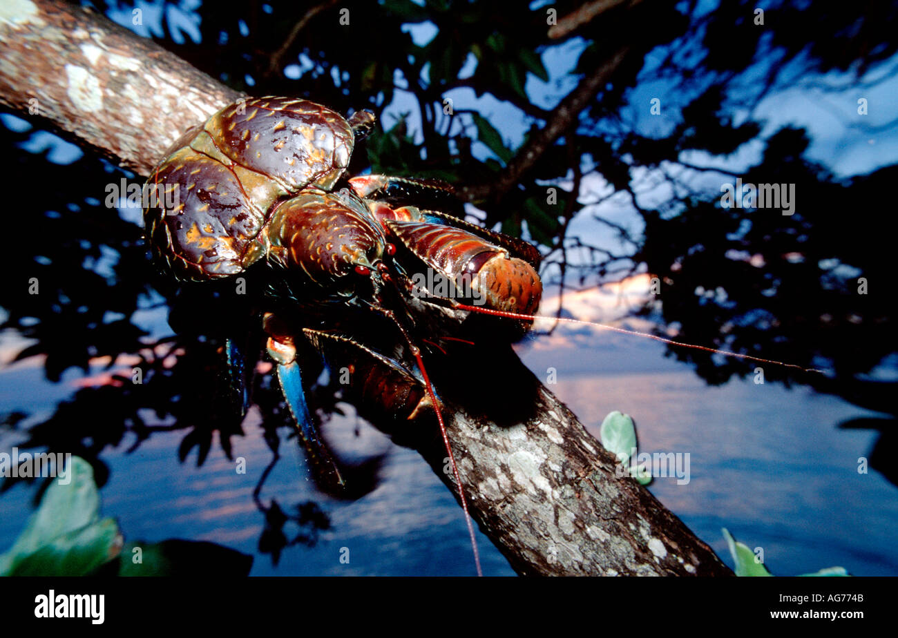 Coconut robber crab Birgus latro Malaysia Borneo Sabah Sipadan Stock ...