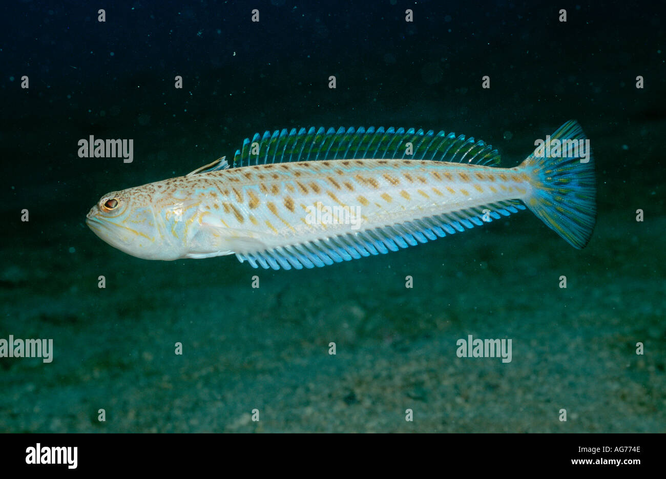 Greater weever Weaver fish Trachinus draco Stock Photo - Alamy