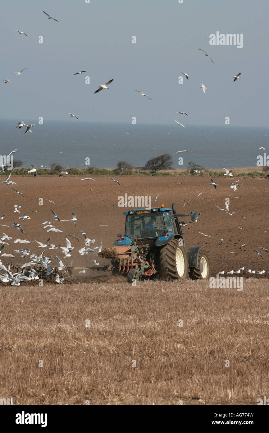 Gulls behind a ploughing tractor Stock Photo - Alamy