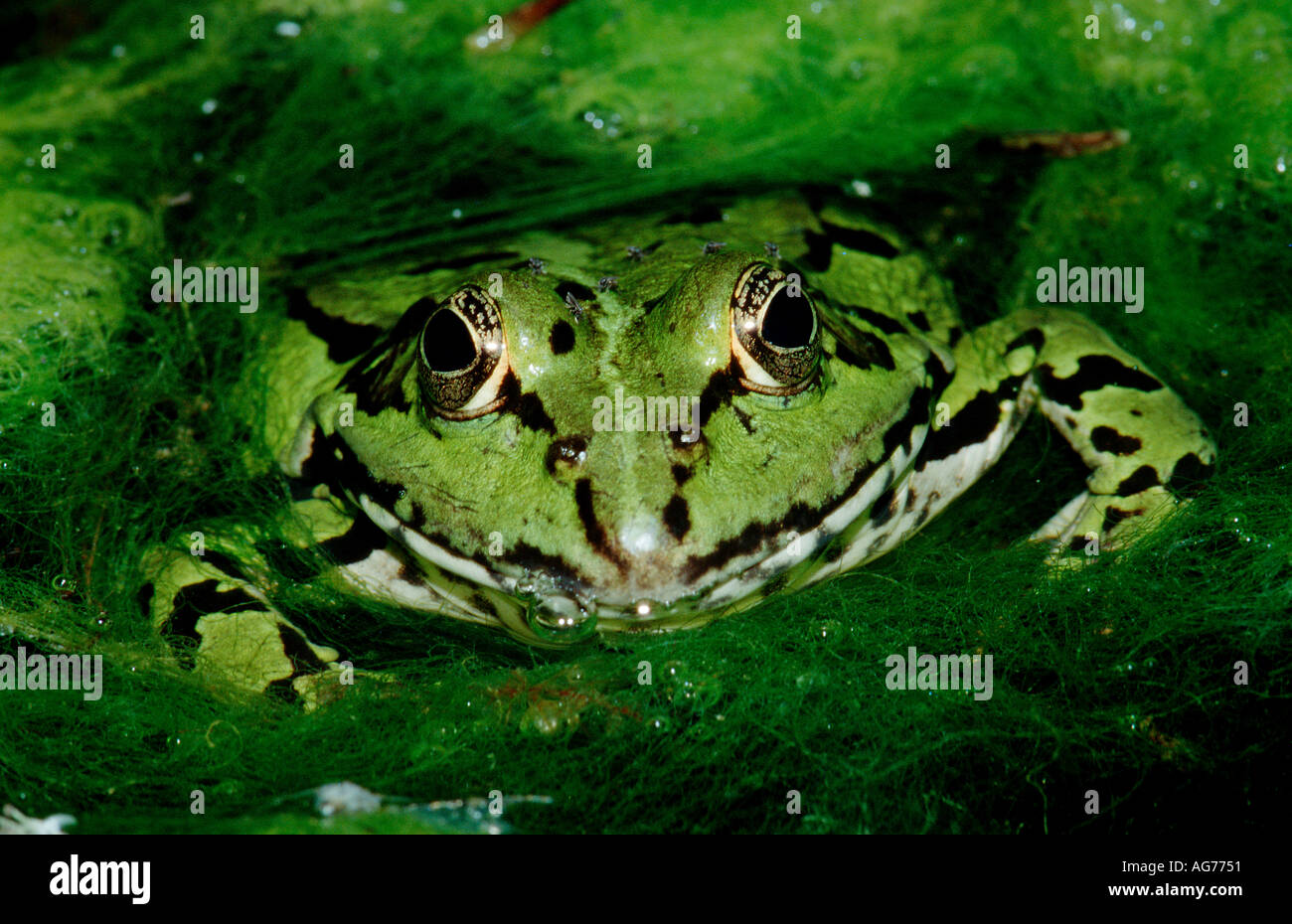 Water frog European Water frog Rana esculenta Germany Bavaria Stock ...