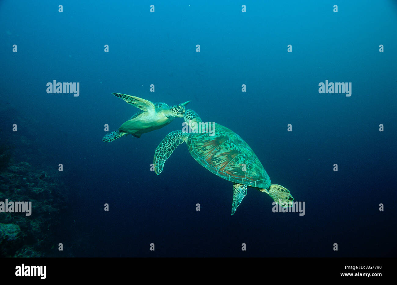 Two mating Green sea turtles Chelonia mydas Malaysia Borneo Sabah ...