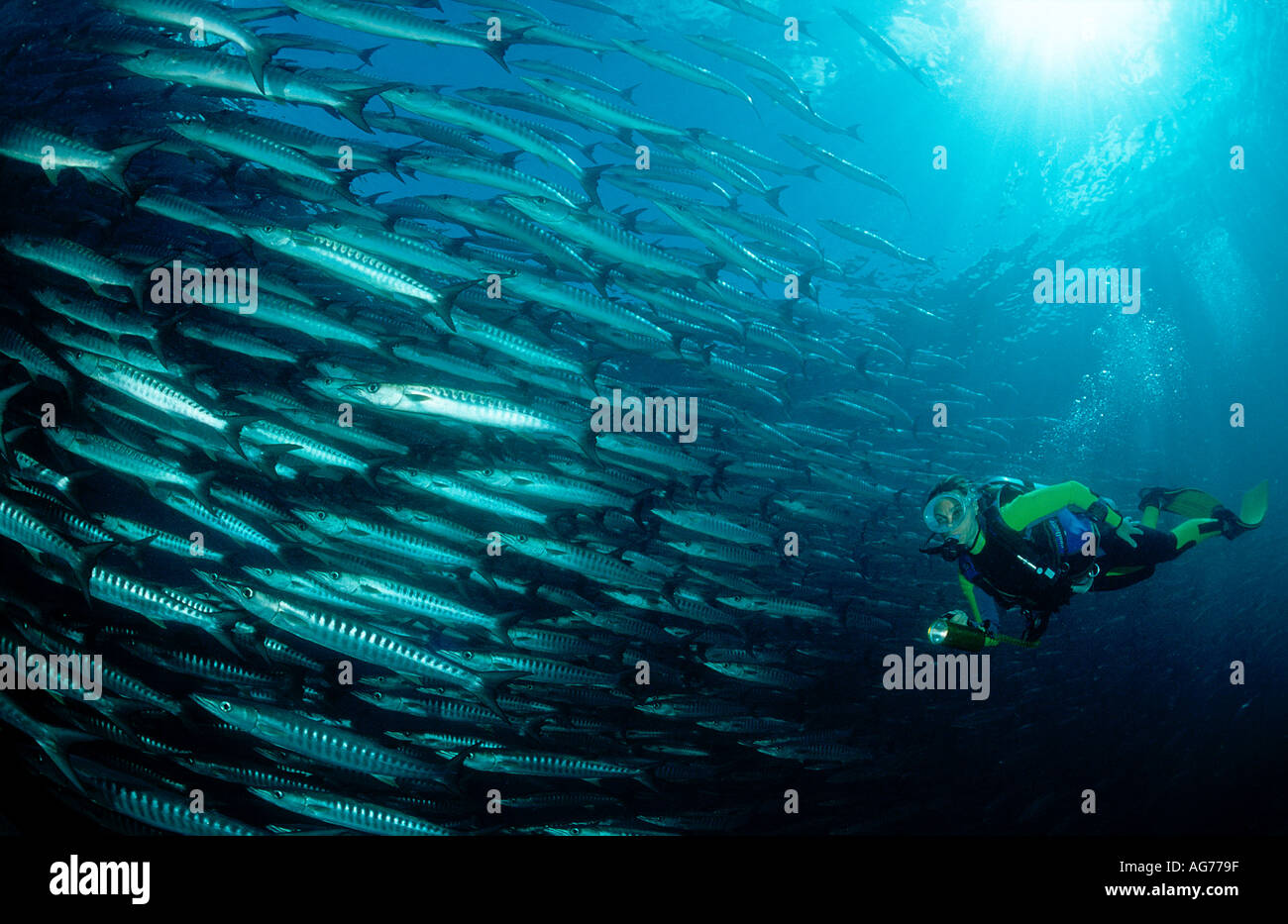 CHEVRON OR BLACKFIN BARRACUDA AND SCUBA DIVER SPHYRAENA GENIE Stock ...