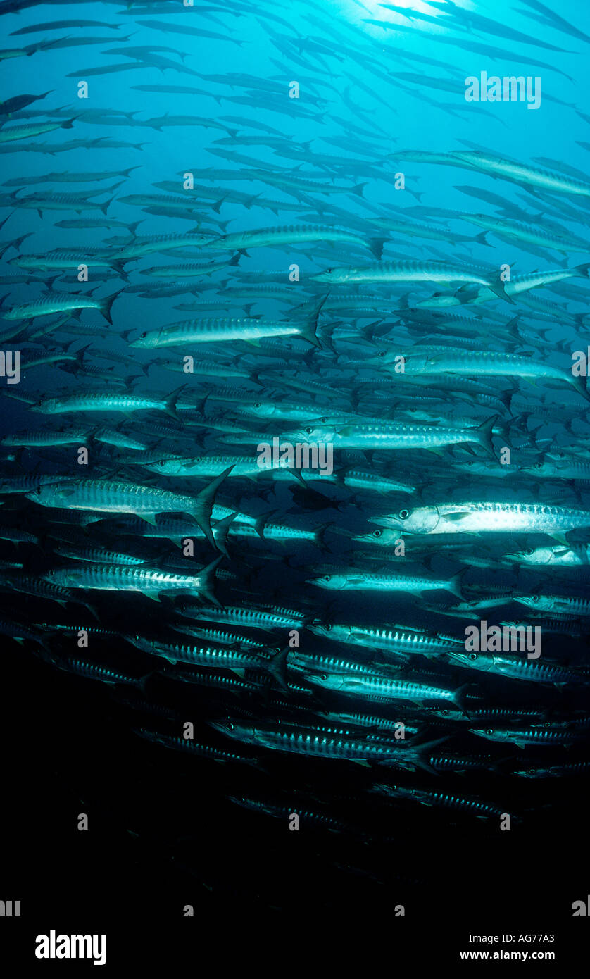 Chevron barracuda fish schooling hi-res stock photography and images ...