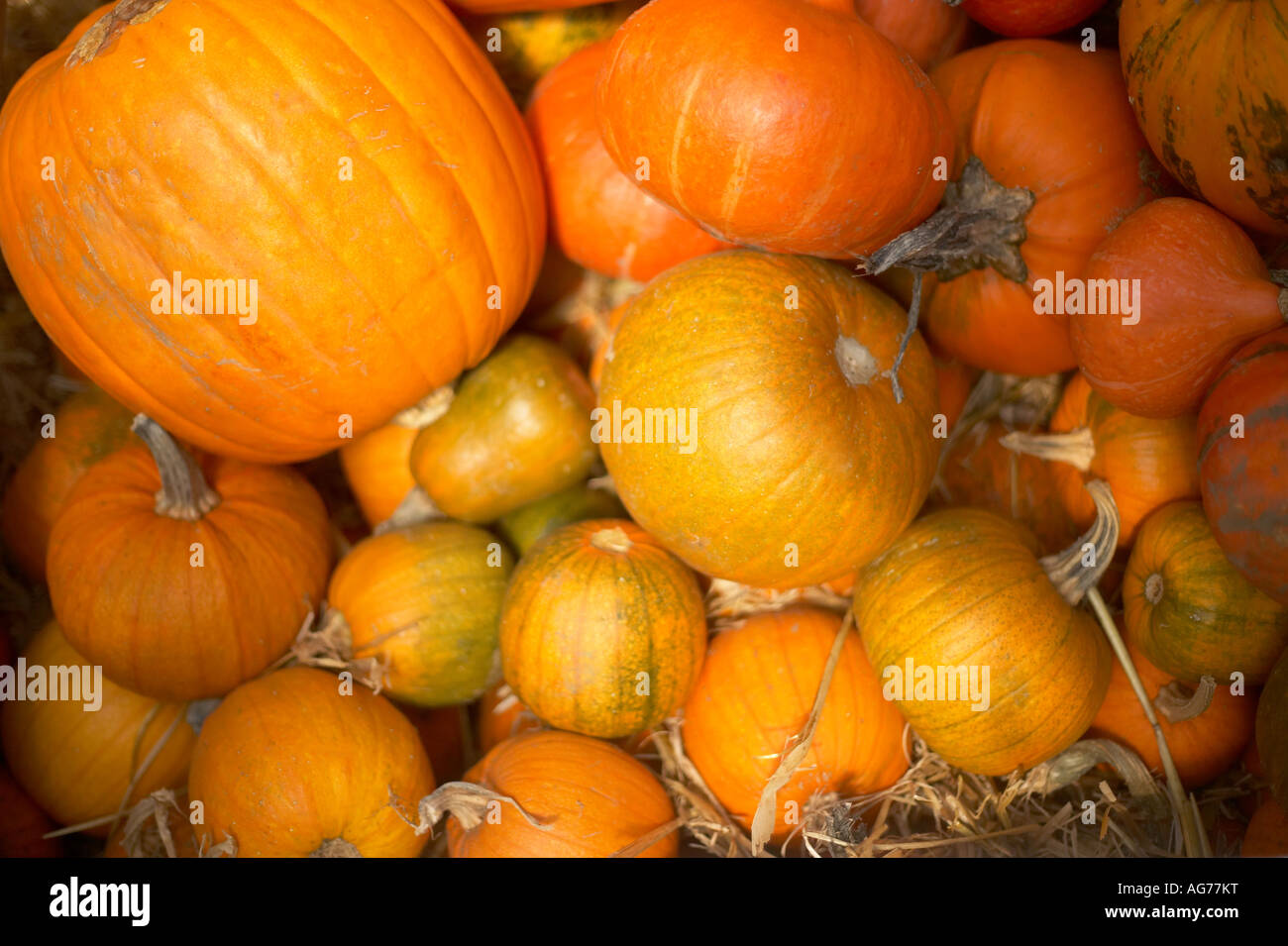 Organic Pumpkin Farm Harvest crops Stock Photo - Alamy
