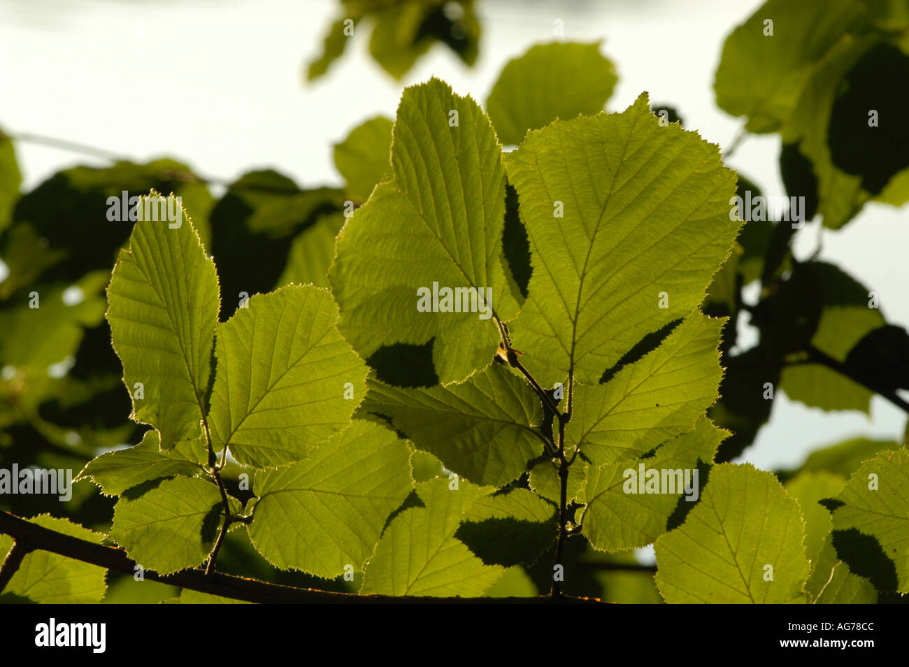 Green leaf elm tree hi-res stock photography and images - Alamy