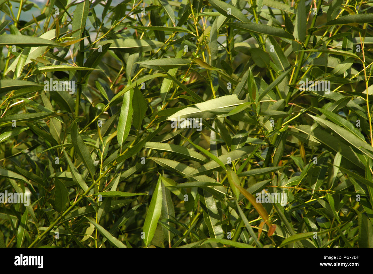Facing sheets hi-res stock photography and images - Alamy