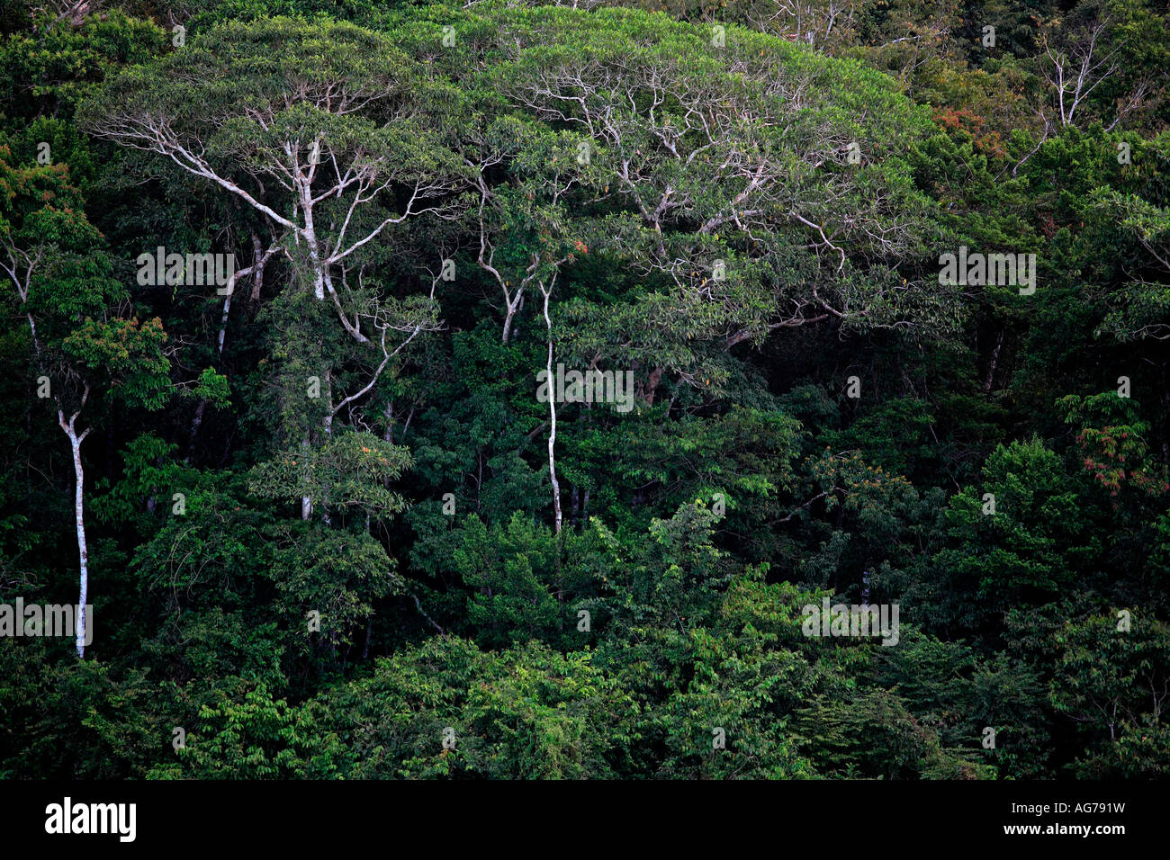 Rainforest Canopy Manu Biosphere Reserve Amazon Peru Stock Photo - Alamy