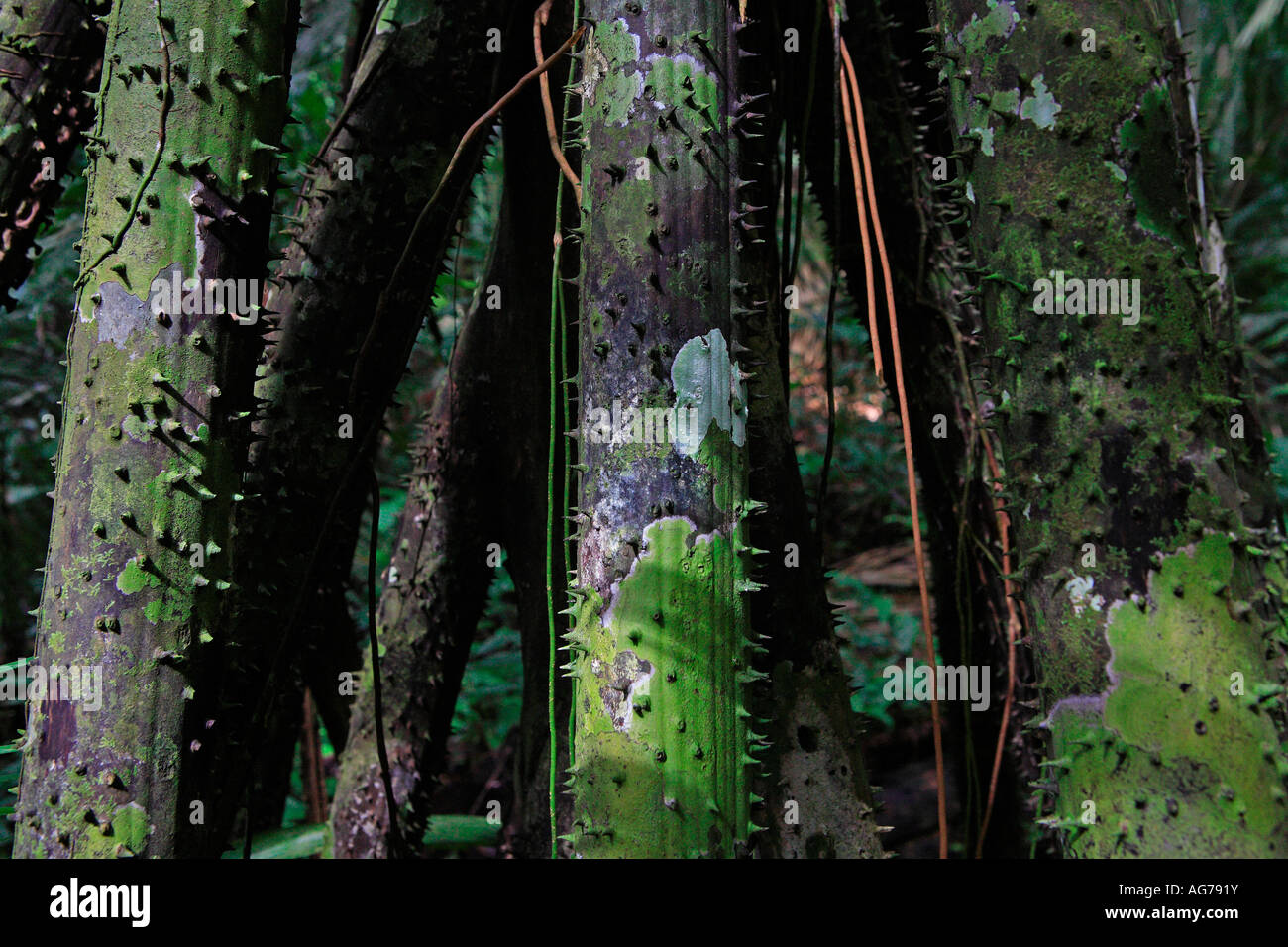 Detail of Walking Tree Amazon Peru Stock Photo - Alamy