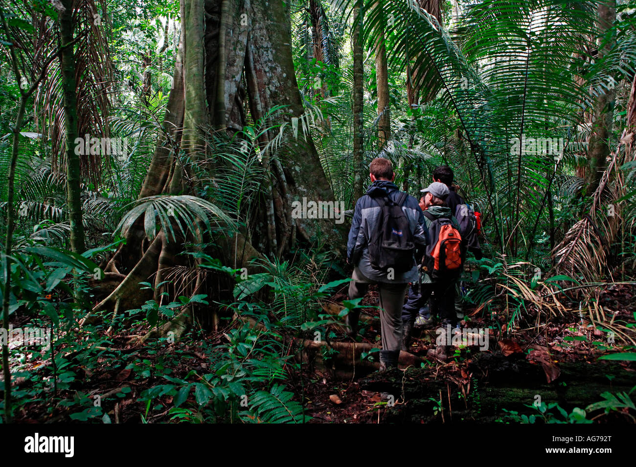 Amazon rainforest peru trek hi-res stock photography and images - Alamy