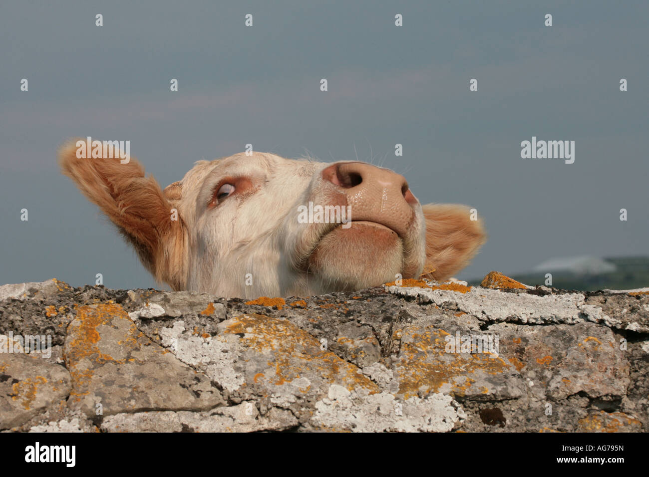 Cow looking over a stone wall Stock Photo - Alamy