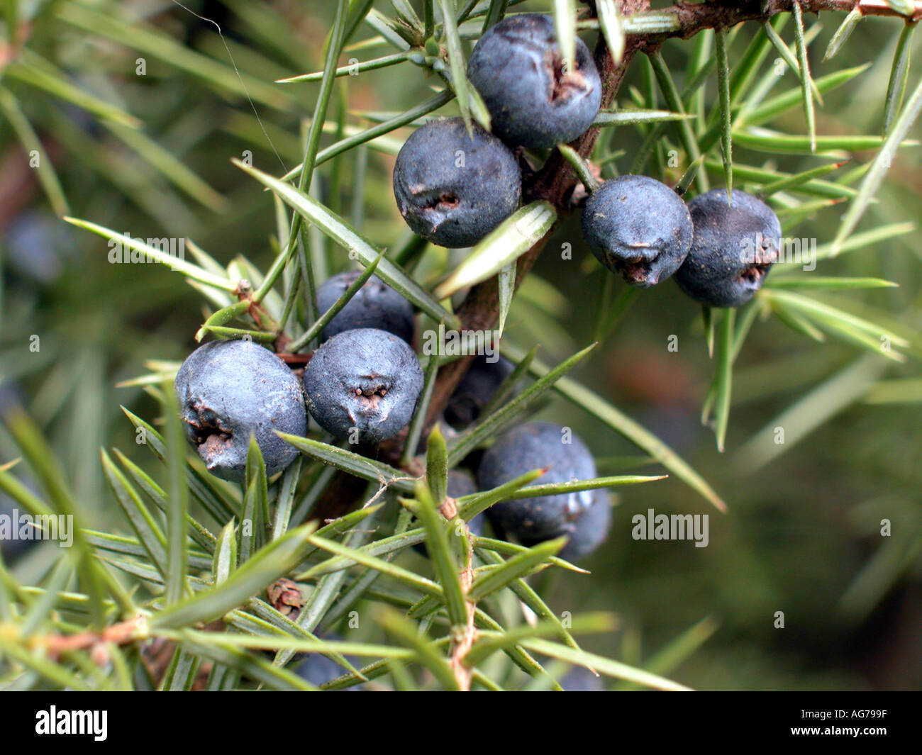 Juniper fall hi-res stock photography and images - Alamy