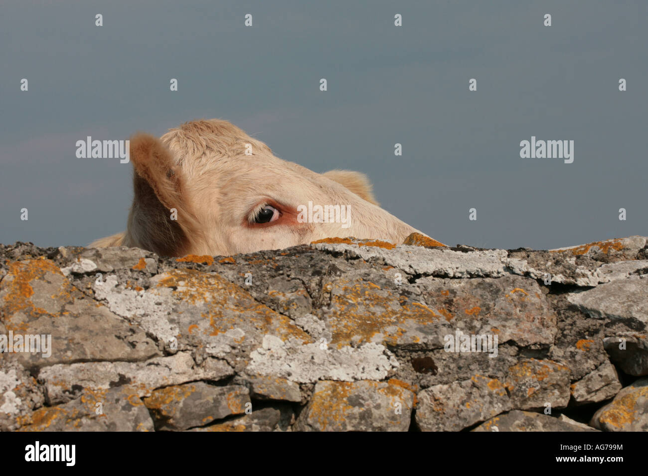 Cow looking over a stone wall Stock Photo - Alamy