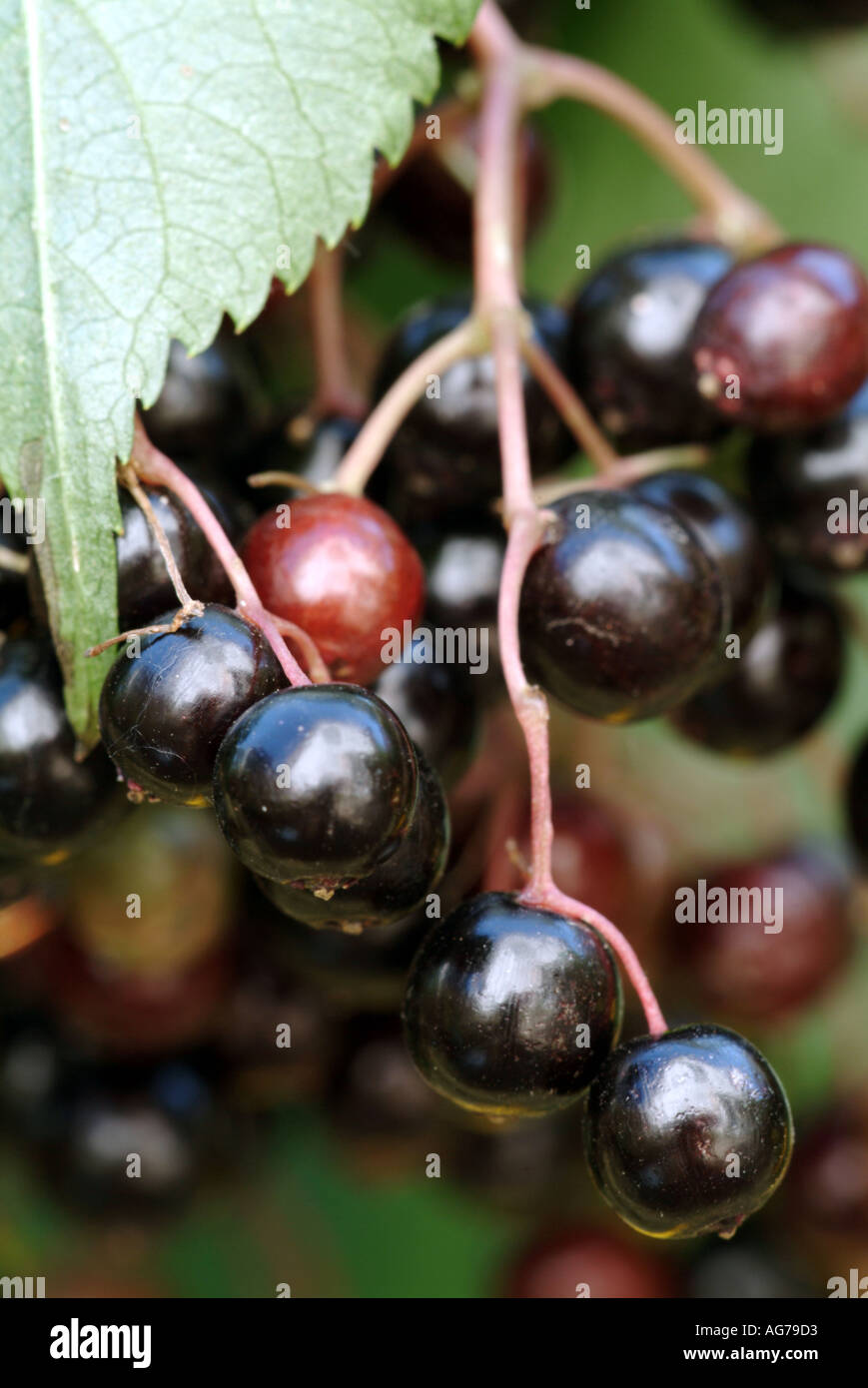 Holunder beere* hi-res stock photography and images - Alamy