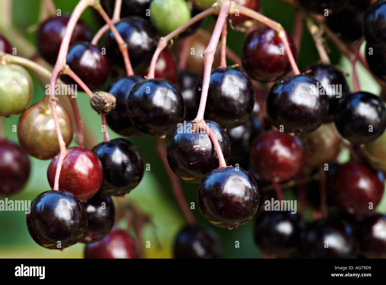 Holunder beere* hi-res stock photography and images - Alamy