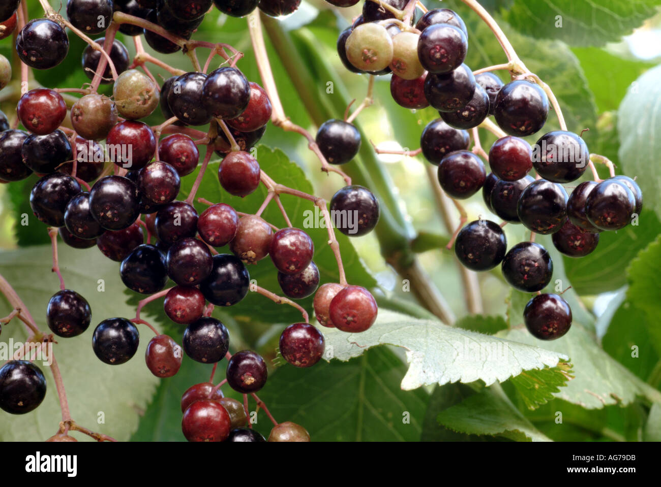 berries of elder Stock Photo - Alamy