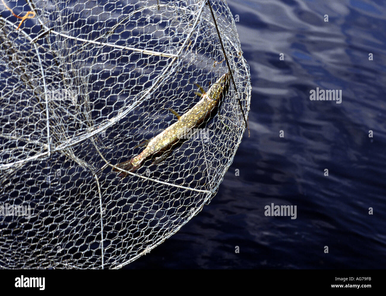 little pike in a fish trap Stock Photo - Alamy