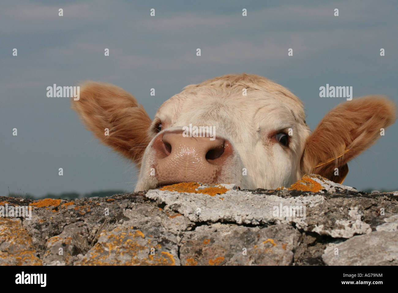 Cow looking over a stone wall Stock Photo - Alamy
