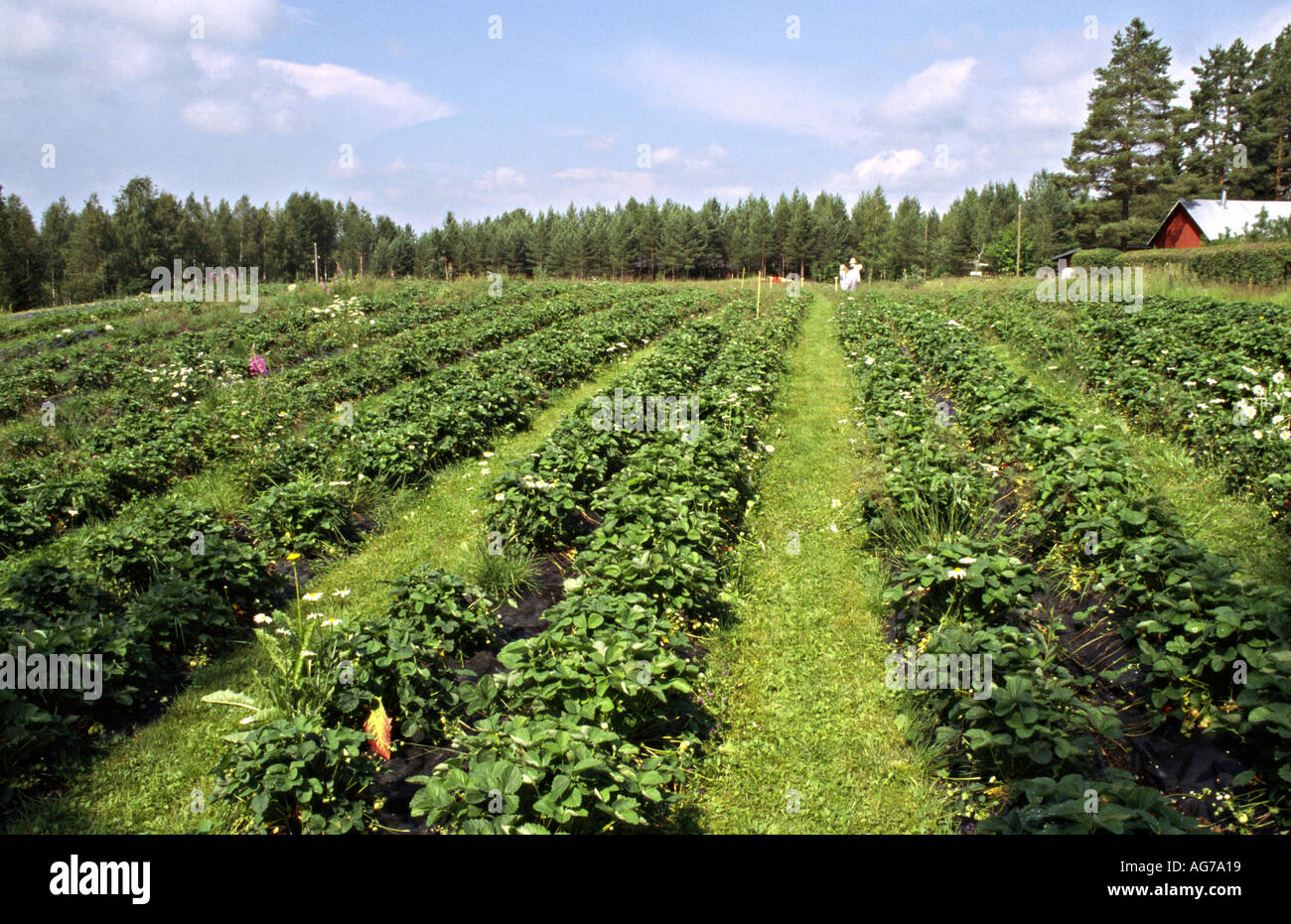 strawberry field in Finland Stock Photo - Alamy