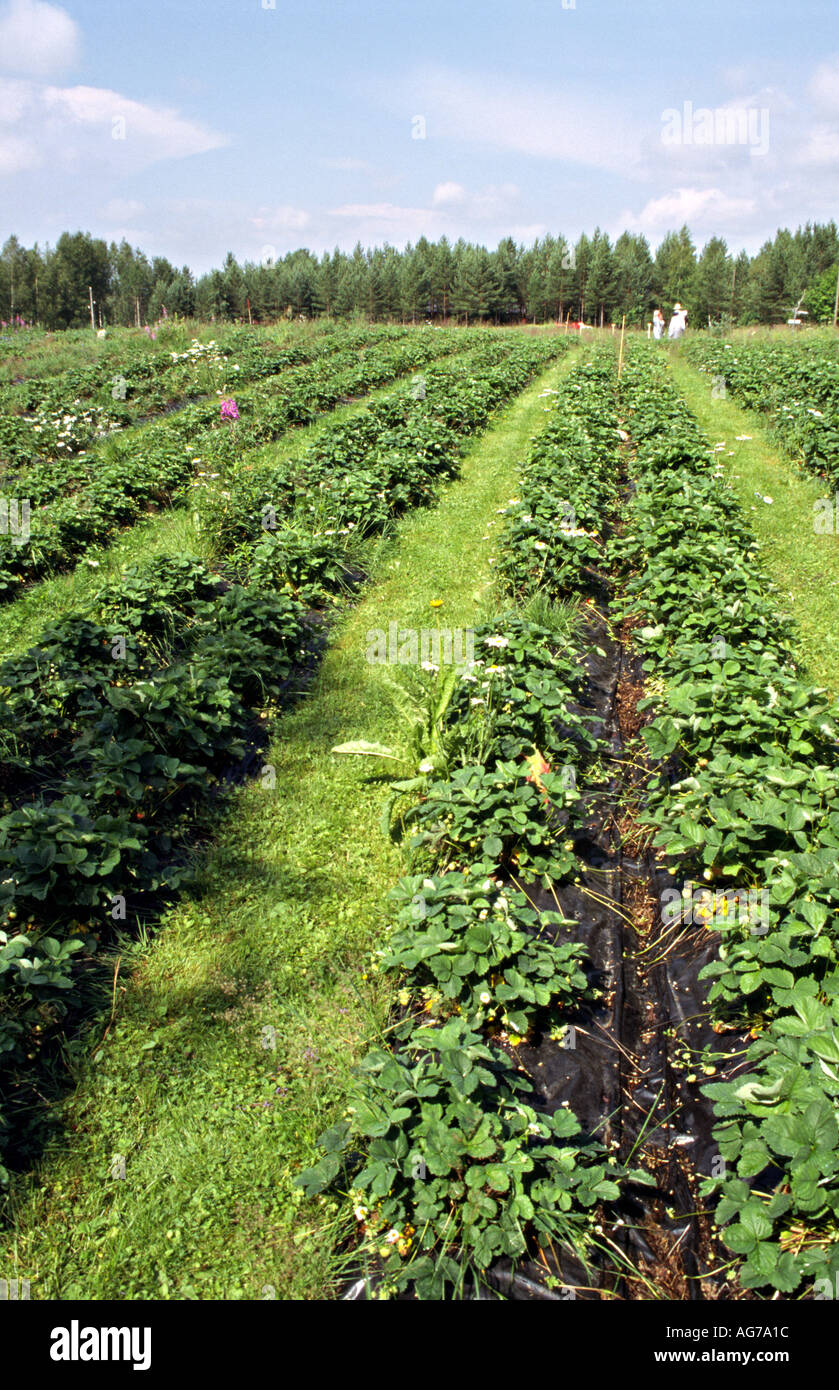 strawberry field in Finland Stock Photo - Alamy