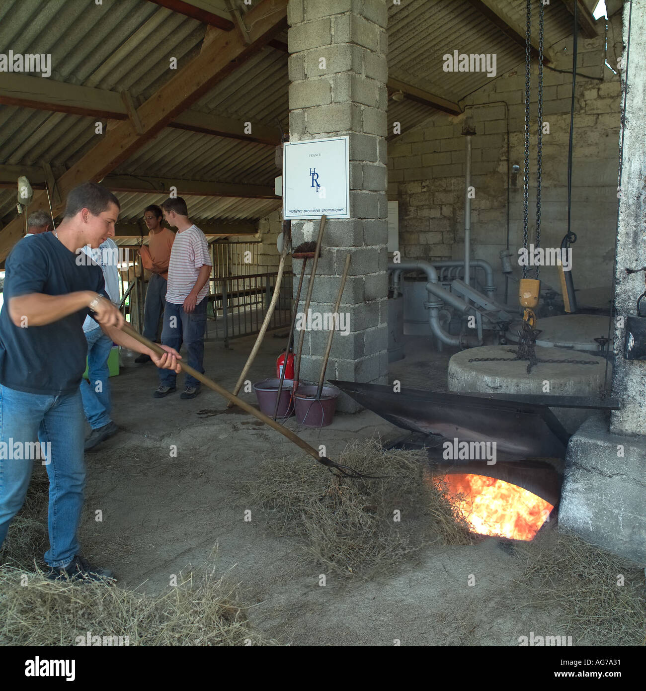 Worker feeding the boiler fire with lavender remnants, Distillerie du ...