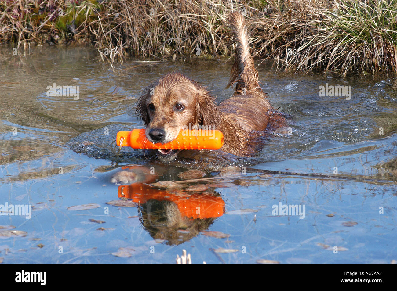 Golden Retriever bitch swimming and retrieving a dummy Stock Photo - Alamy