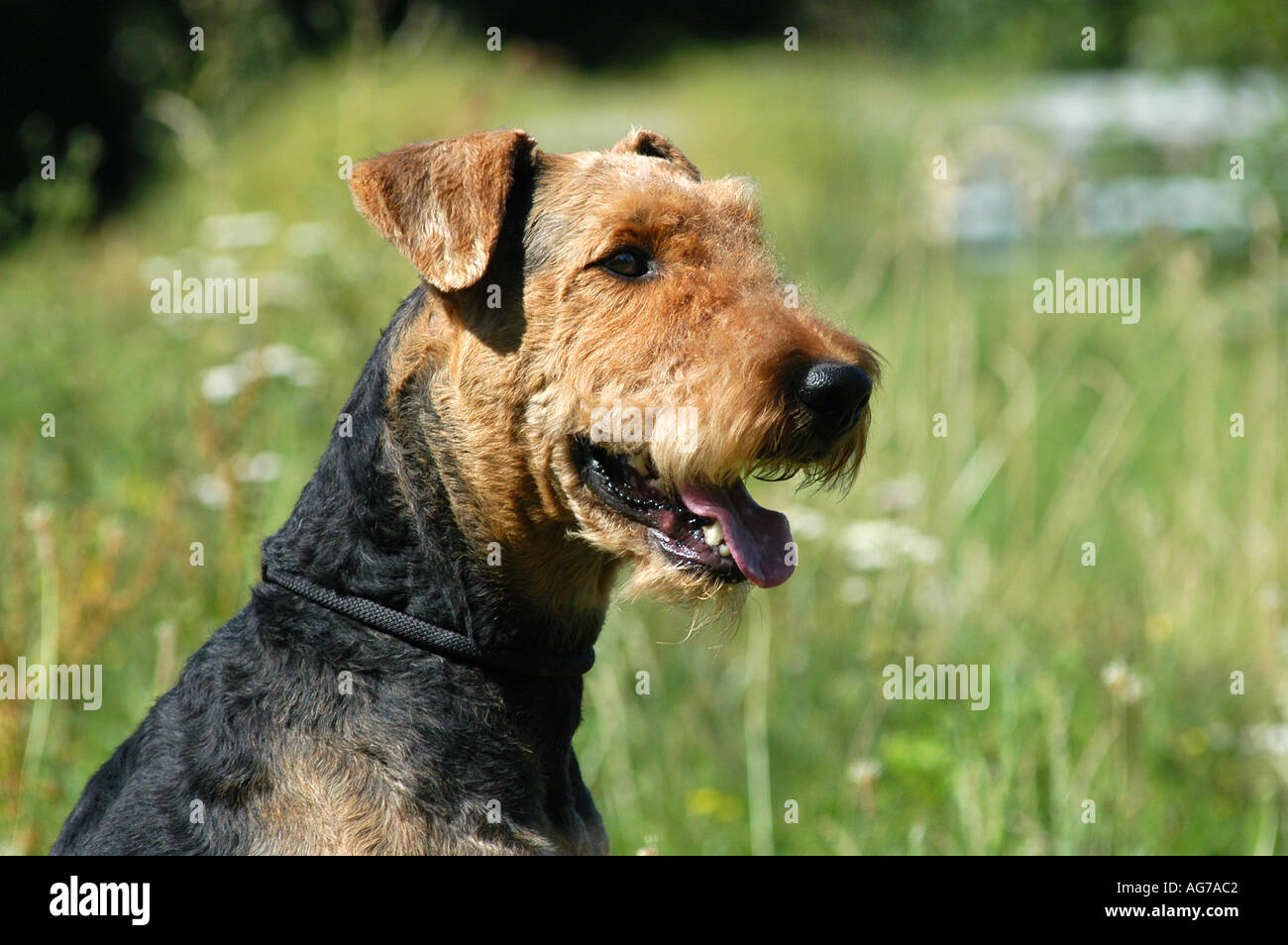 portrait of an Airdale Terrier dog Stock Photo - Alamy