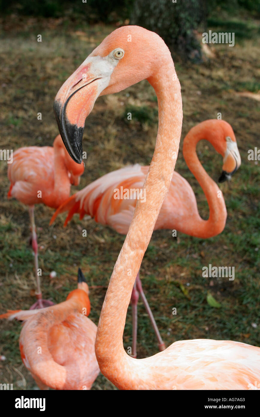 Birmingham zoo birds hi-res stock photography and images - Alamy
