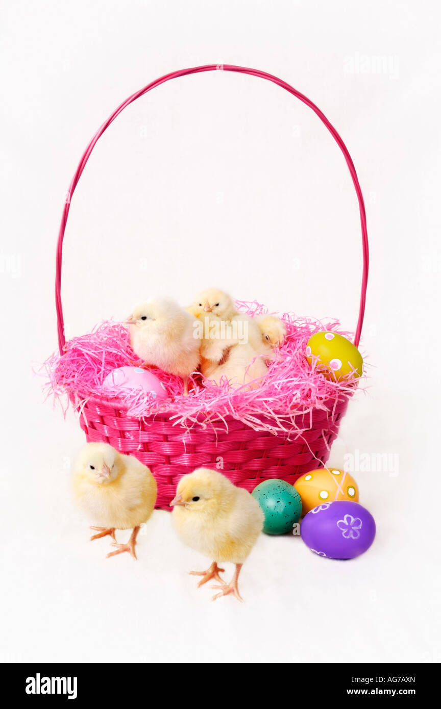 Chickens baskets hi-res stock photography and images - Alamy