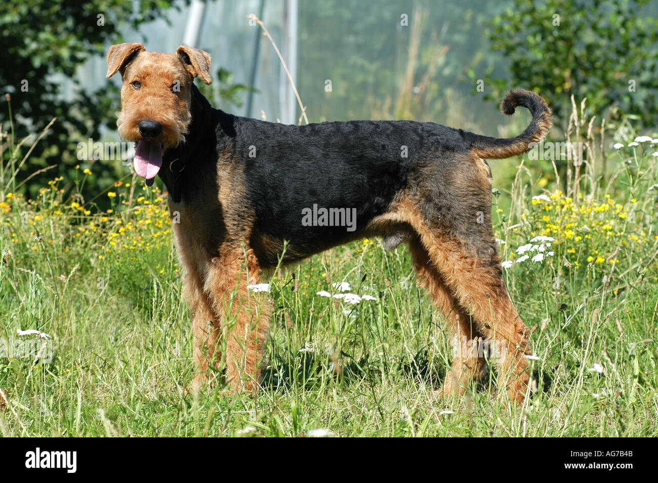 standing Airdale Terrier dog Stock Photo - Alamy