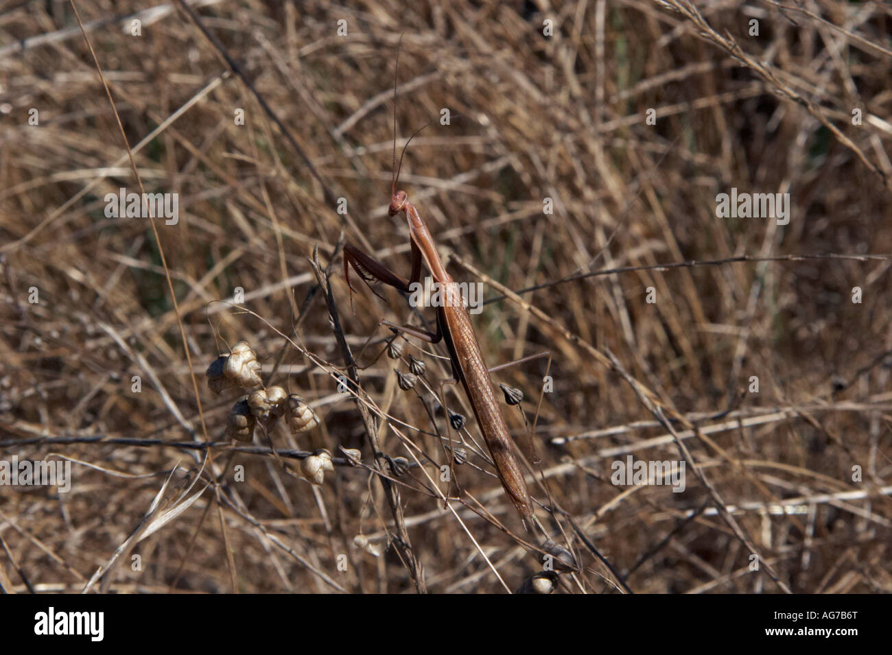 Camouflaged in dry grass hi-res stock photography and images - Alamy