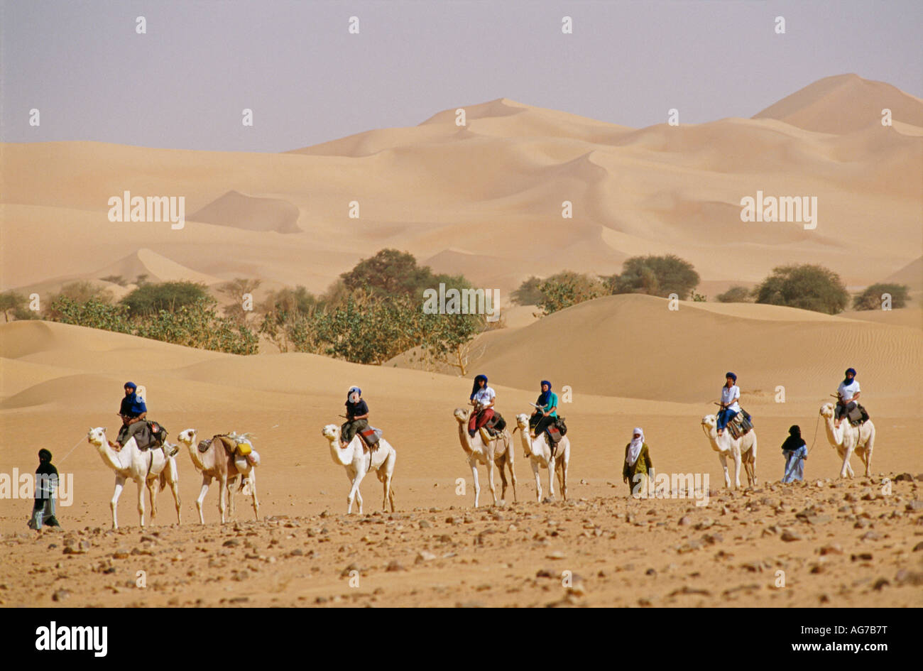 Tenere tree niger hi-res stock photography and images - Alamy
