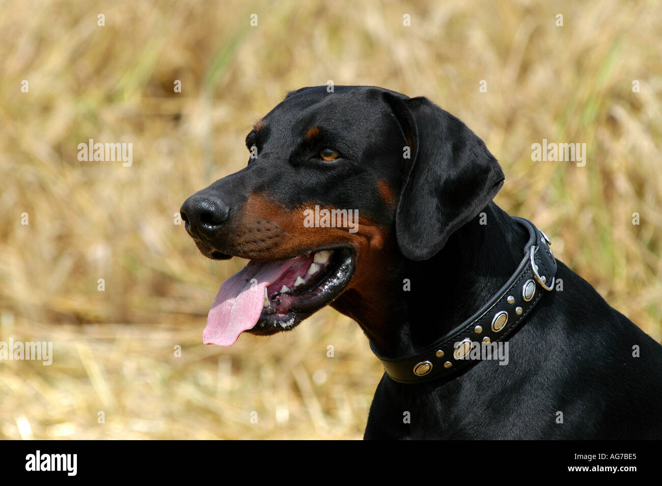 portrait of a Doberman dog Stock Photo - Alamy