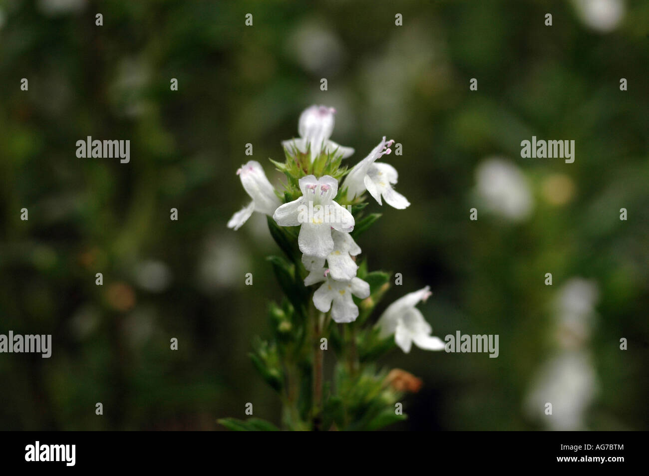 Hyssop flower Hyssopus officinalis Stock Photo - Alamy