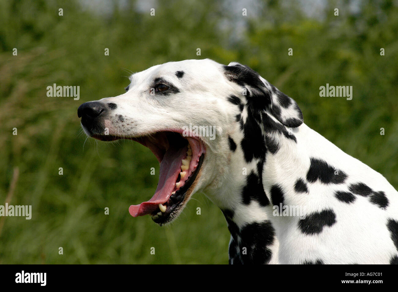 Dalmatian dalmatiner dog hi-res stock photography and images - Alamy