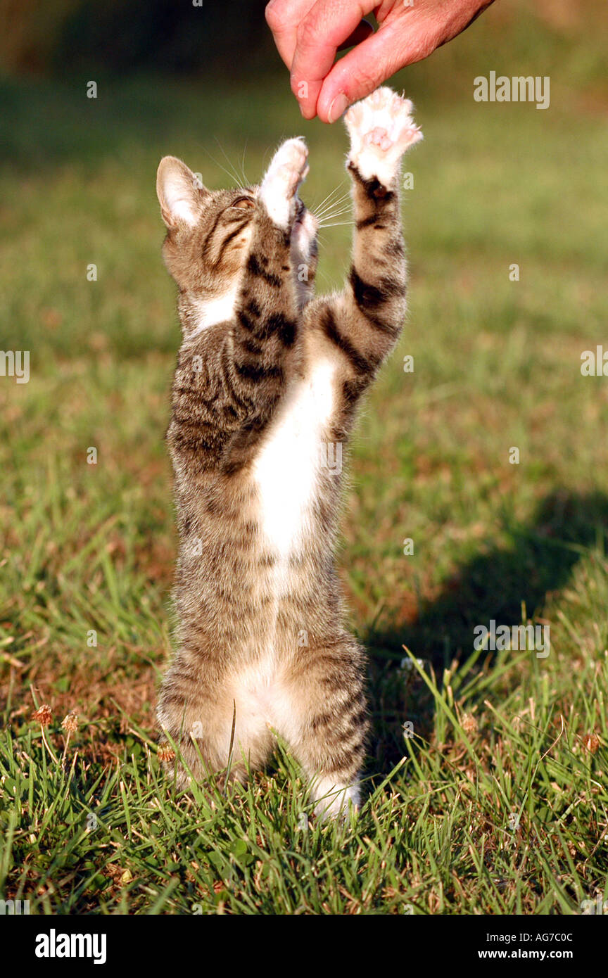 Domestic cat lifting paw hi-res stock photography and images - Alamy