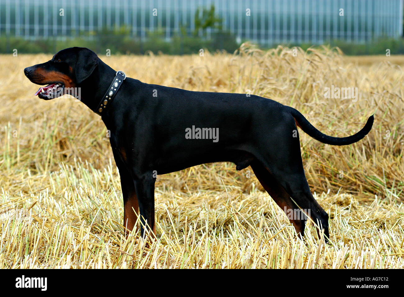 standing Doberman dog Stock Photo - Alamy