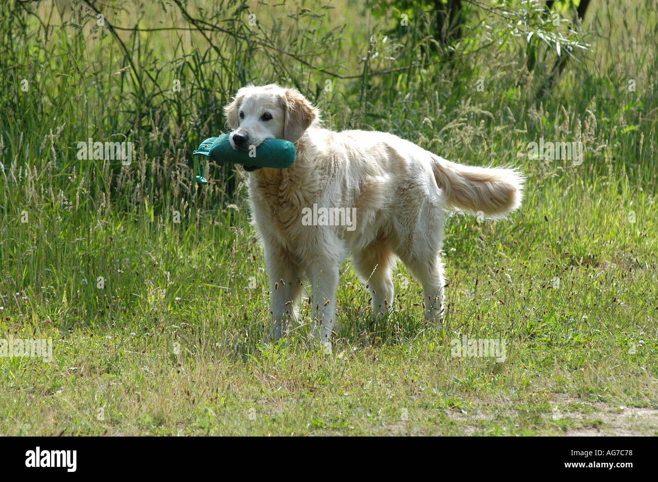Golden Retriever bitch standing and carrying a dummy Stock Photo - Alamy